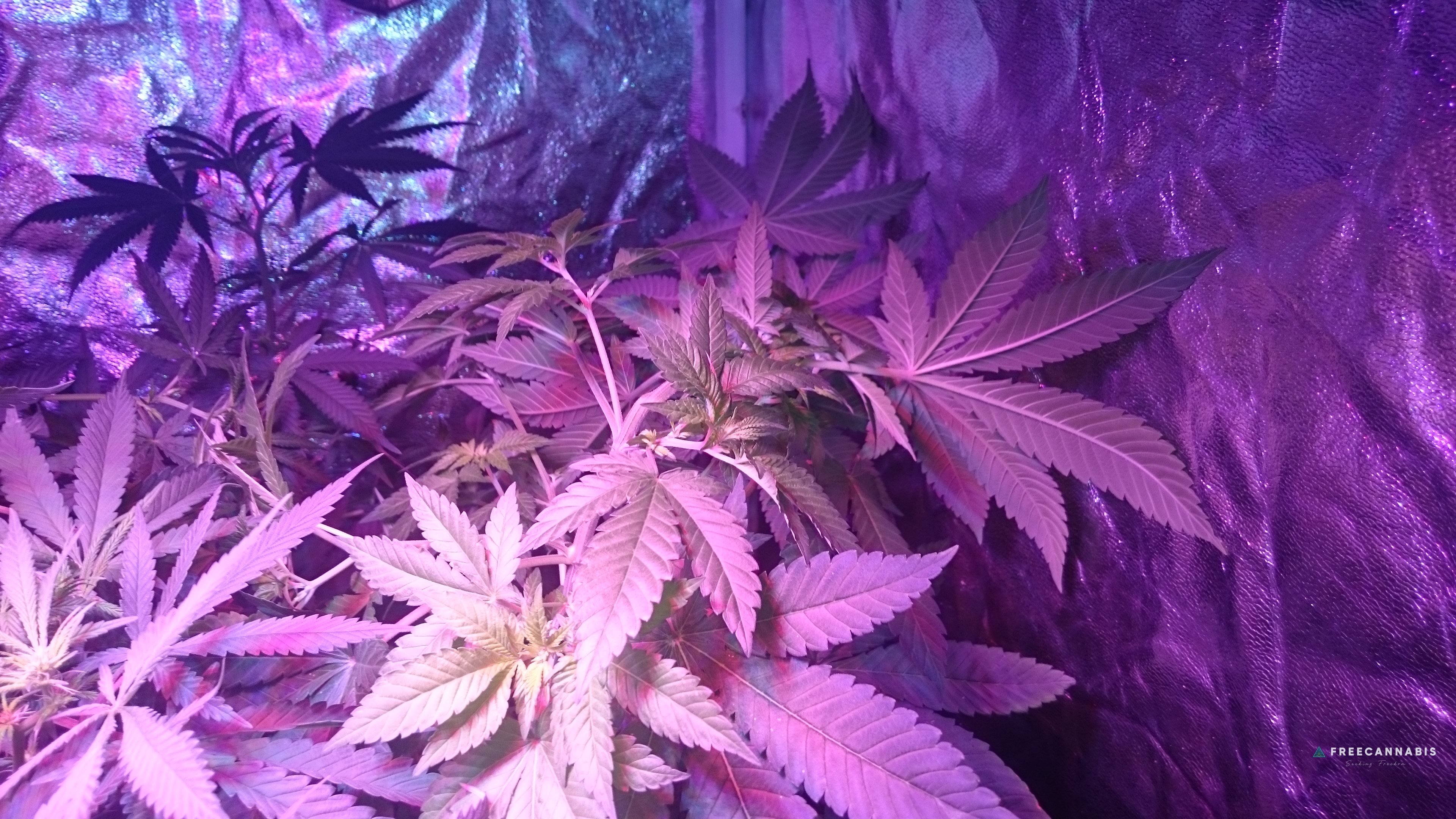 Red Dragon | Cannabis Growing Forum & Marijuana Discussion