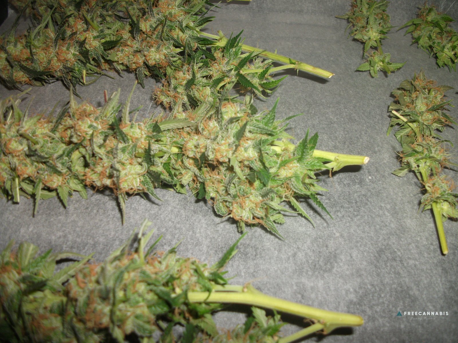 Chopped Spice Mix @ 60 days | Cannabis Growing Forum & Marijuana Discussion
